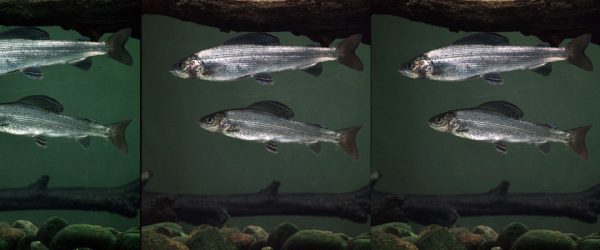 New Michigan Arctic Grayling Initiative : Michigan Grayling