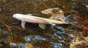Milestone reached in continuing Arctic grayling reintroduction effort ...